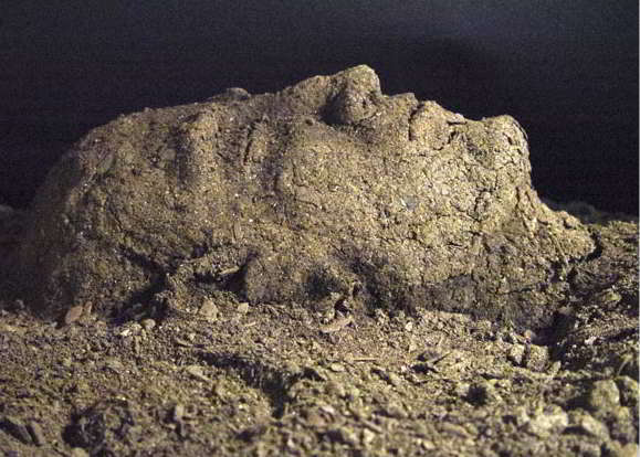 Quem foi Adão na Bíblia? Conheça a Biografia de Adão