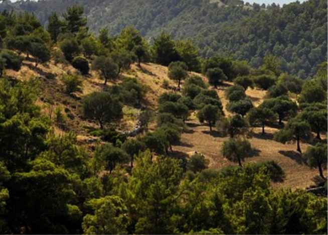 O Que Significa Getsêmani na Bíblia? O Que Era o Jardim do Getsêmani?