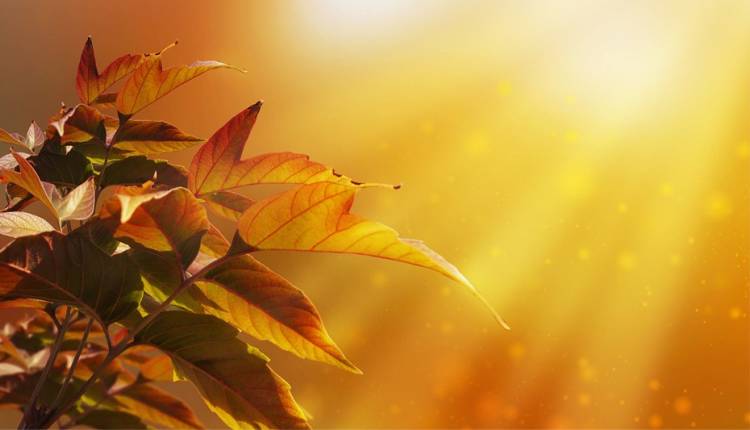 O Que Significa a Vara de Arão? Por Que a Vara de Arão Floresceu?