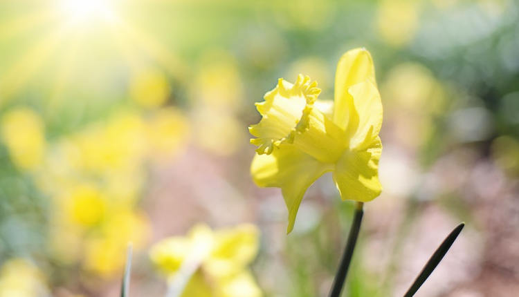 O Que é a Rosa de Sarom na Bíblia? Qual o Seu Significado?